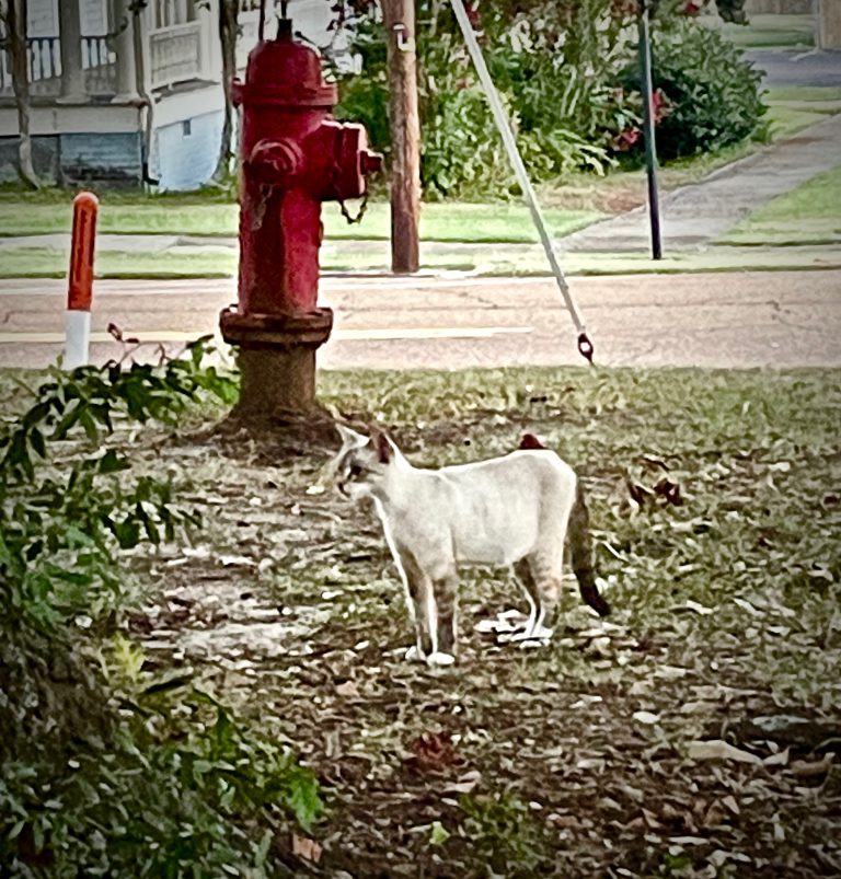 Lessons from Fire Hydrant Cat: what to do to combat isolation ...
